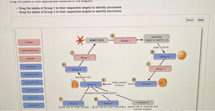 Solved - Drag the labels of Group 1 to their respective | Chegg.com