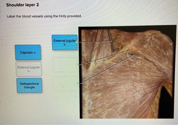 Solved Shoulder layer 2 Label the blood vessels using the | Chegg.com