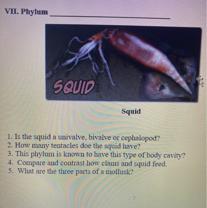 Solved VII. Phylum SQUID Squid 1. Is the squid a univalve, | Chegg.com