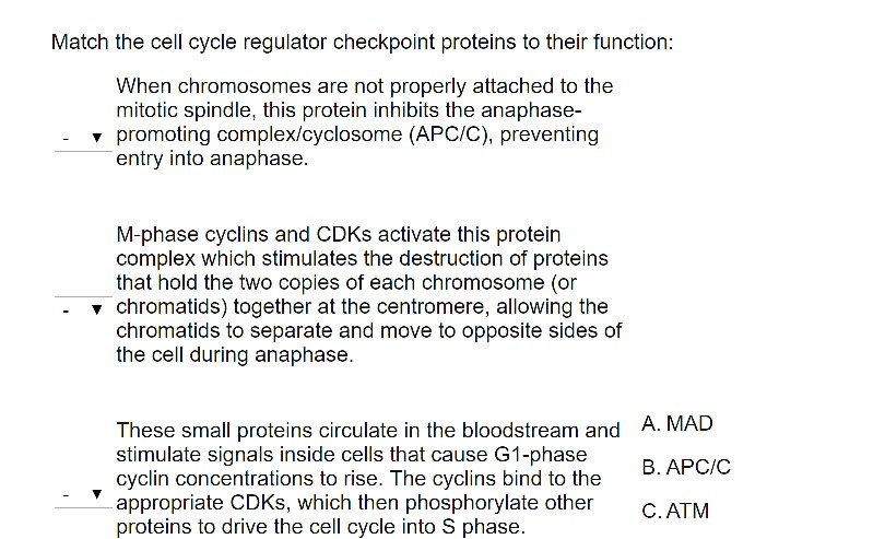 Solved Match the cell cycle regulator checkpoint proteins to | Chegg.com