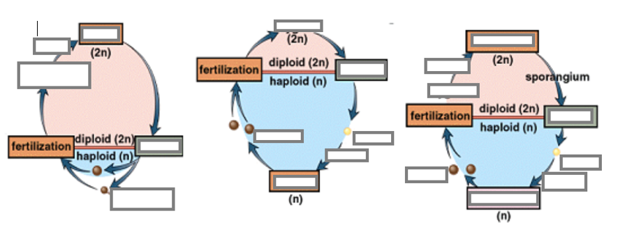Solved 5. ﻿Fill in the boxes in the illustration below using | Chegg.com