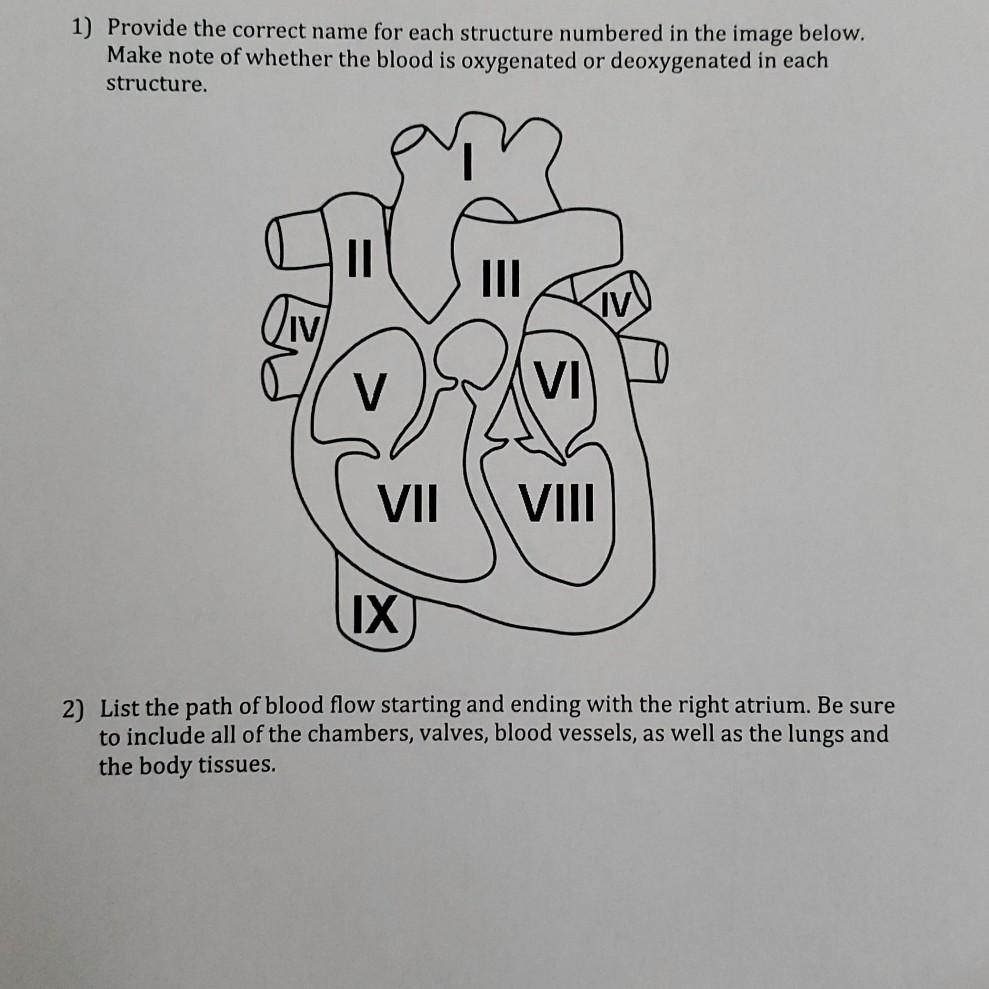 Solved 1) Provide the correct name for each structure | Chegg.com