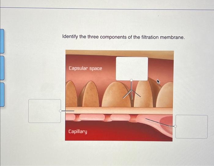 Solved Identify the three components of the filtration | Chegg.com