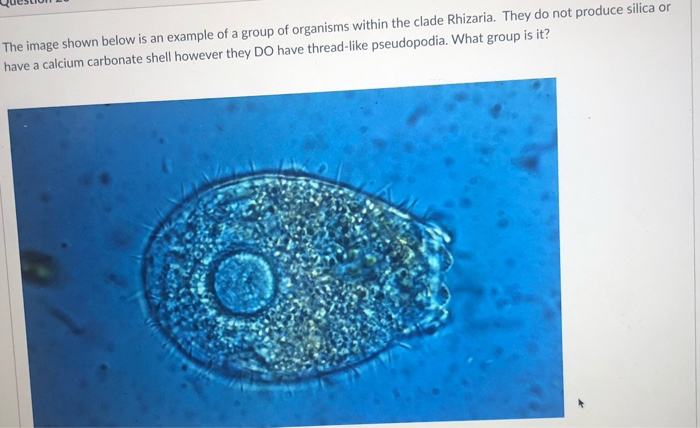Solved The image shown below is an example of a group of | Chegg.com