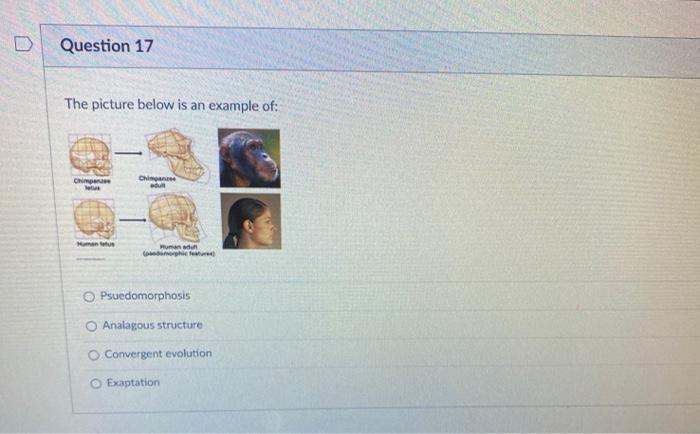 Solved Question 17 The picture below is an example of: ON | Chegg.com