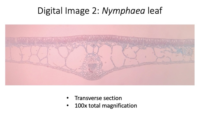 Digital Image 2: Nymphaea leaf • Transverse section | Chegg.com