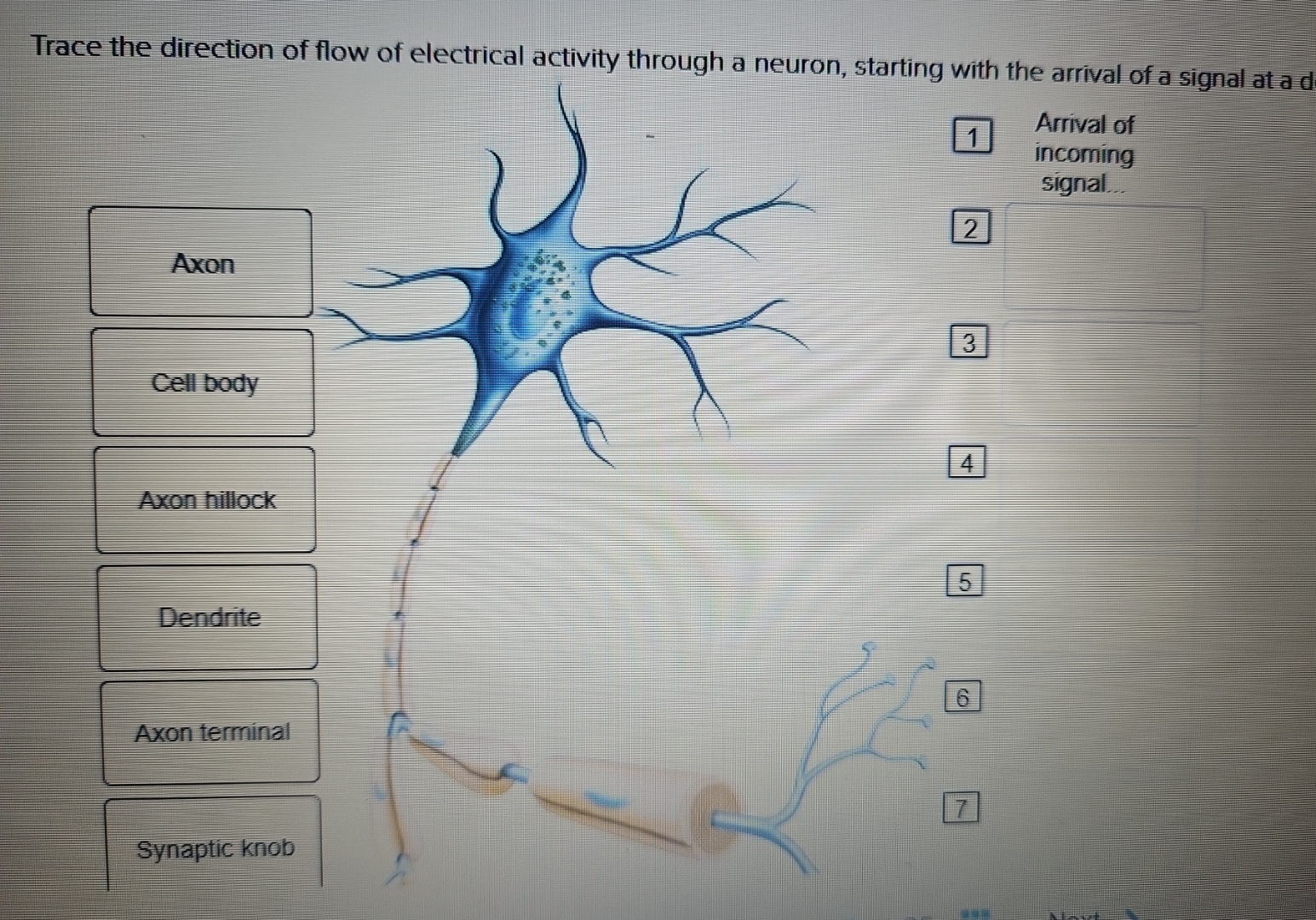 Solved Trace the direction of flow of electrical activity | Chegg.com
