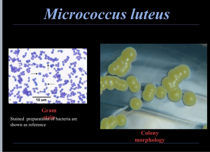 Solved I have to answer based on the little table that was | Chegg.com
