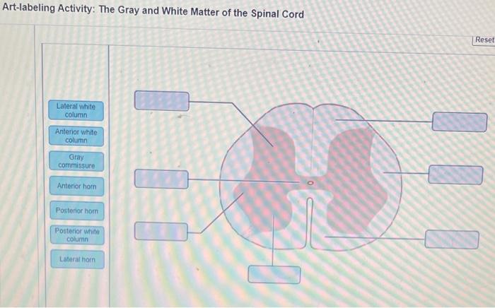 Solved Art-labeling Activity: The Gray and White Matter of | Chegg.com