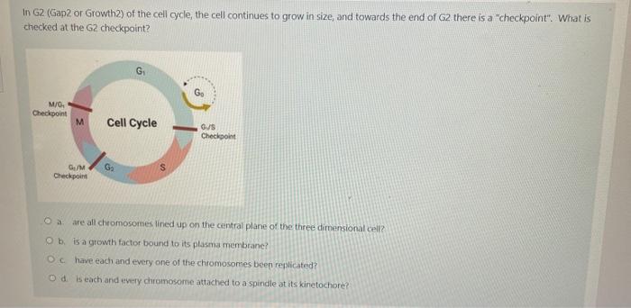 In G2 (Gap2 or Growth2) of the cell cycle, the cell | Chegg.com