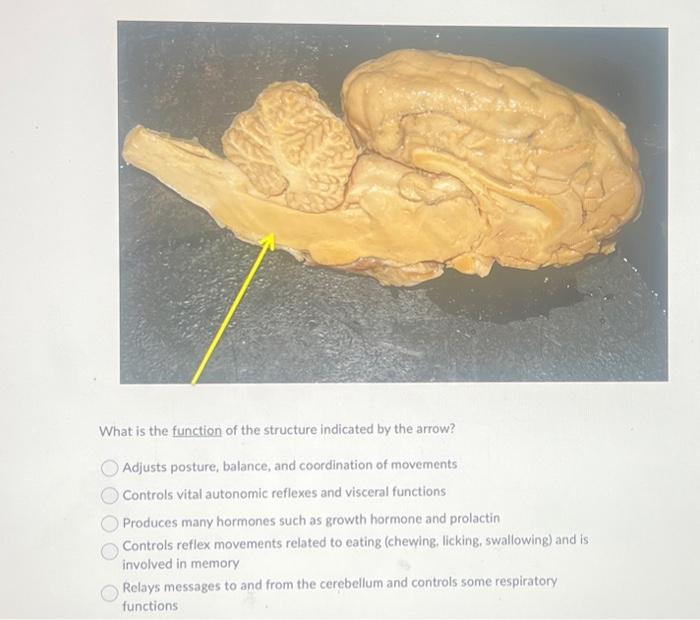Solved What is the function of the structure indicated by | Chegg.com