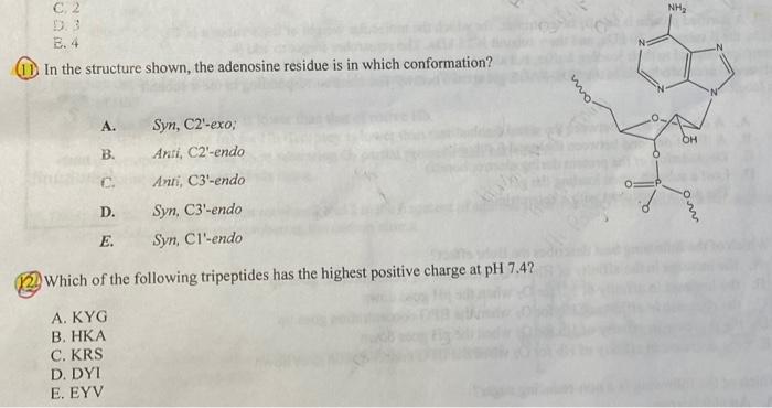 (11) In the structure shown, the adenosine residue is | Chegg.com