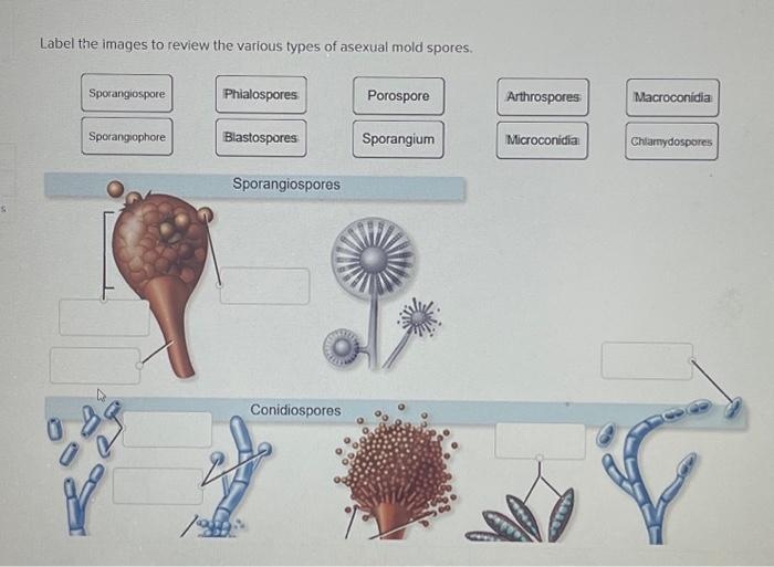 Solved -S Label the images to review the various types of | Chegg.com
