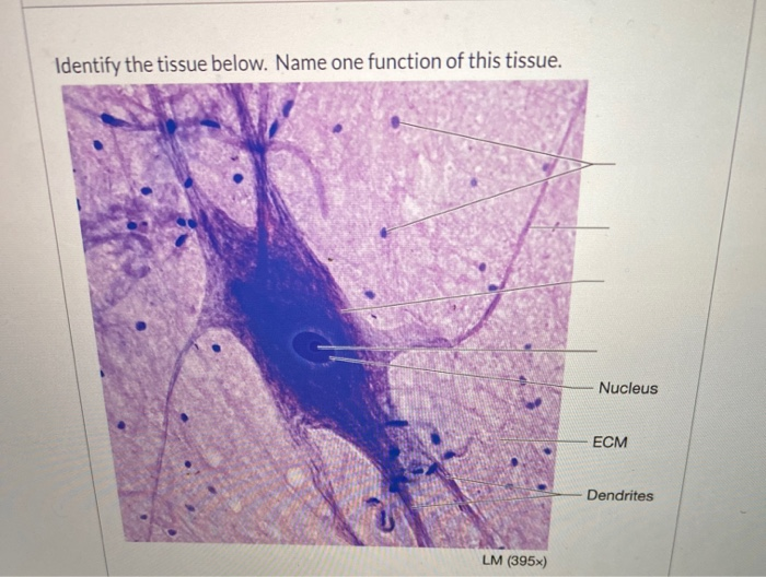 Solved Identify the tissue below. Name one function of this | Chegg.com