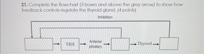 Solved 21. Complete the flowchart ( 3 boxes and above the | Chegg.com