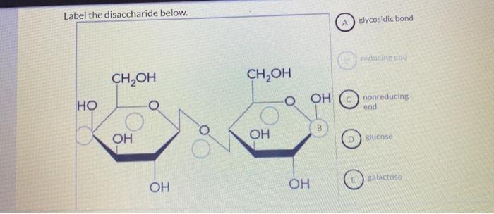 Solved Label the disaccharide below. glycosidic bond cinson | Chegg.com
