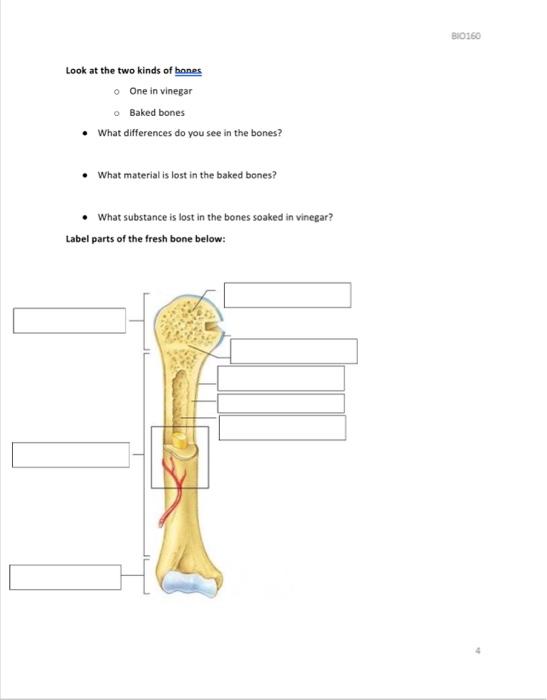 Solved Look at the two kinds of hones - One in vinegar - | Chegg.com