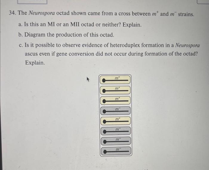 Solved 34. The Neurospora octad shown came from a cross | Chegg.com