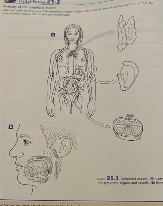 Solved Pre-Lab Exercise 21-2 Anatomy of the Lymphatic System | Chegg.com