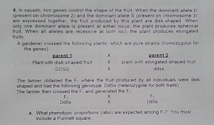 Solved In squash, two genes control the shape of the fruit. | Chegg.com