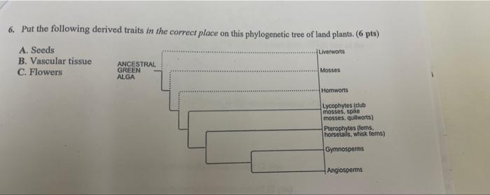 Solved 6. Put the following derived traits in the correct | Chegg.com