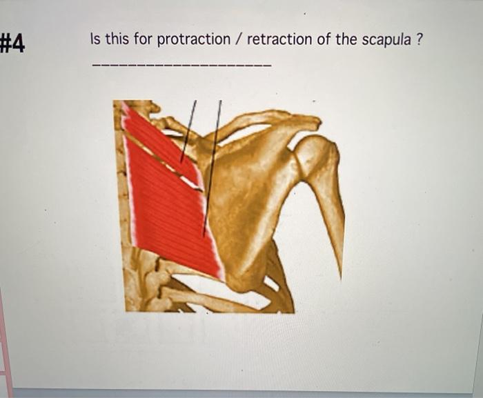 Solved #4 Is this for protraction/retraction of the scapula | Chegg.com