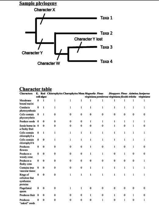 Solved Phylogenetic Inference | Chegg.com