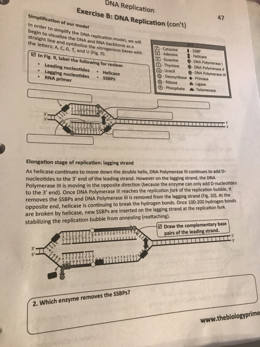 Solved DNA Replication Exercise B: DNA Replication (con't) | Chegg.com