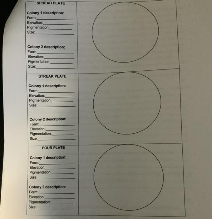 Solved SPREAD PLATE Colony 1 description: Form: Elevation: | Chegg.com