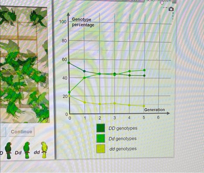 ALLELE GRAPH GENOTYPE GRAPH Initial conditions DD 56% | Chegg.com