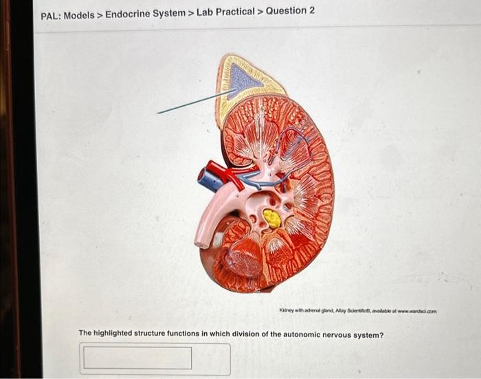 PAL: Models > Endocrine System > Lab Practical > | Chegg.com