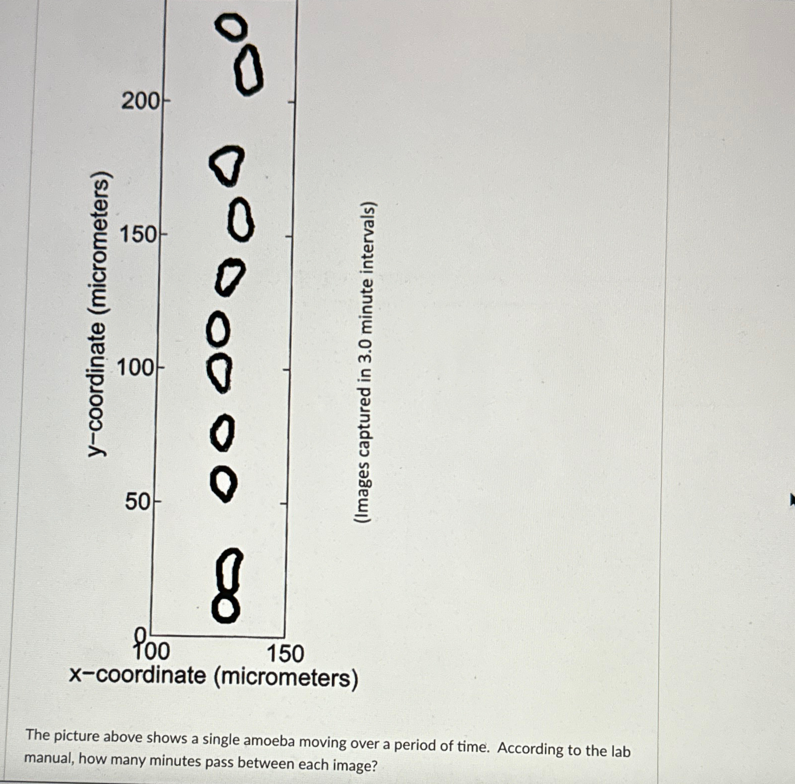 Solved The picture above shows a single amoeba moving over a | Chegg.com