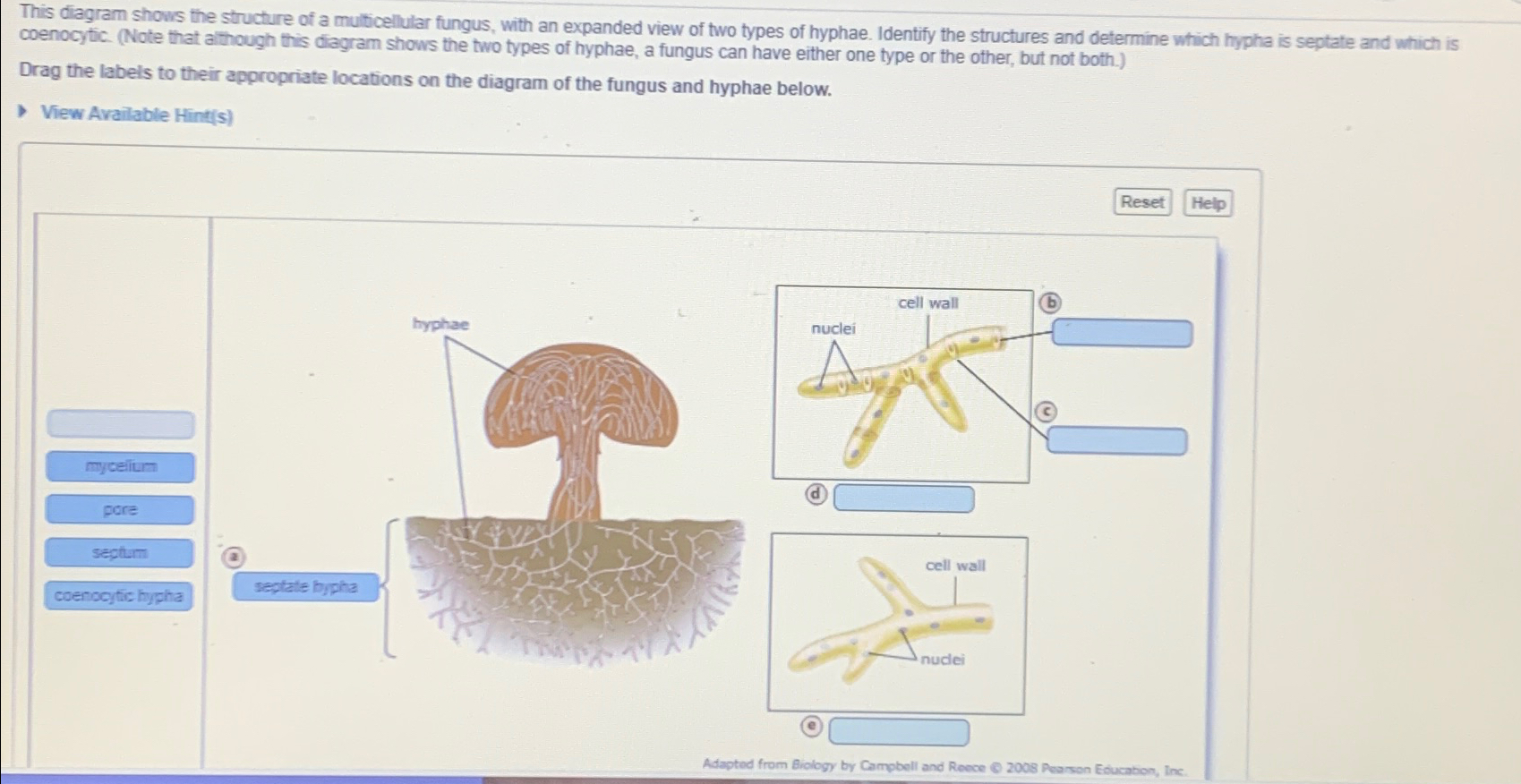 Solved This diagram shows the structure of a multicellular | Chegg.com