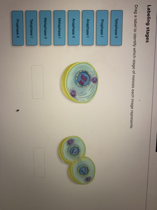 Solved Labeling stages Drag a label to identify which stage | Chegg.com