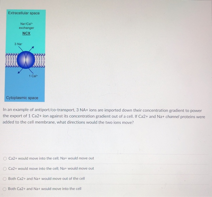 Solved Extracellular space Na/Ca exchanger NCX 3 Na 1 Ca? | Chegg.com