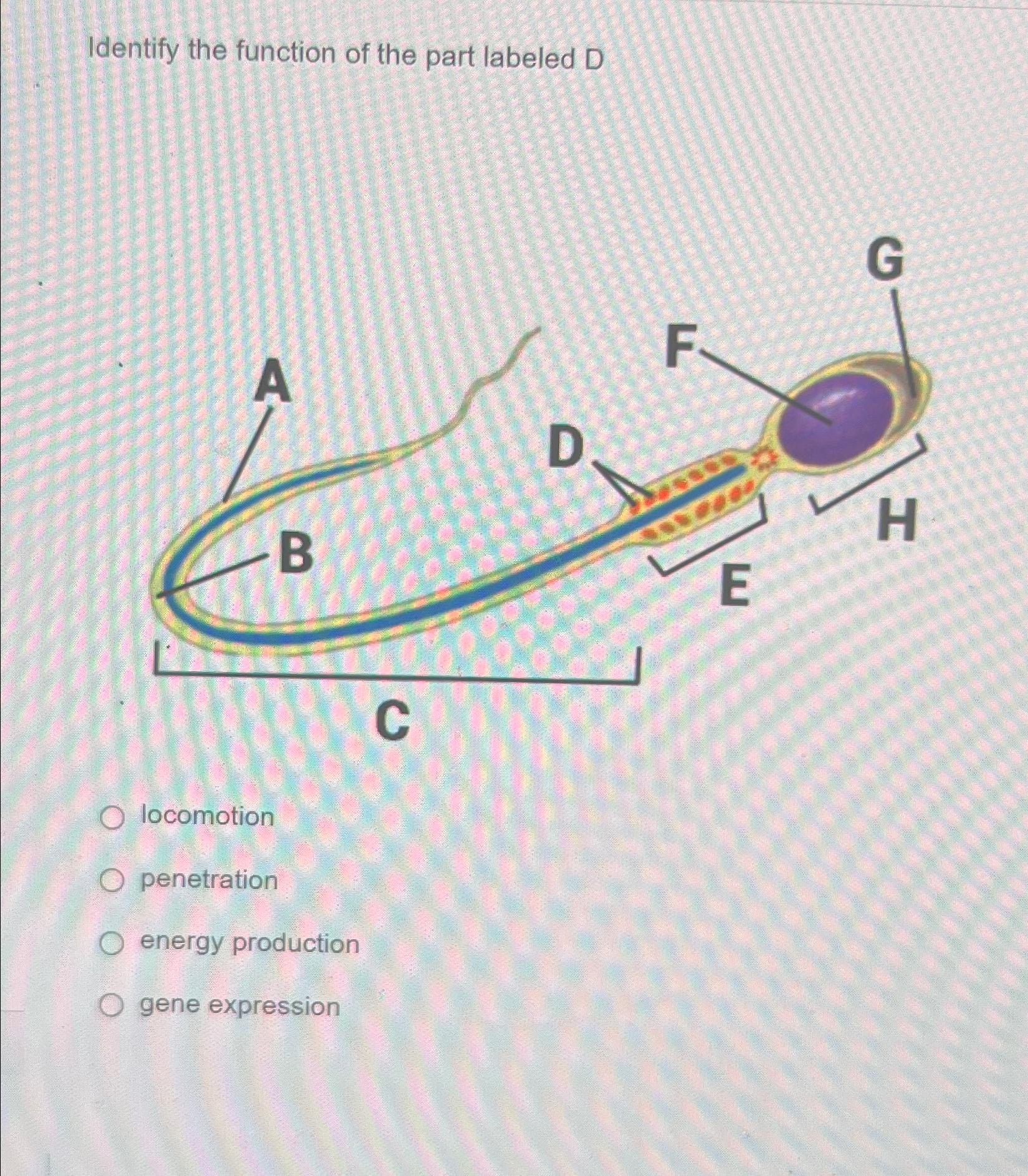 Solved Identify the function of the part labeled | Chegg.com