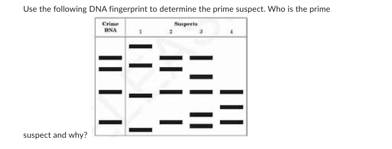 Solved Use the following DNA fingerprint to determine the | Chegg.com