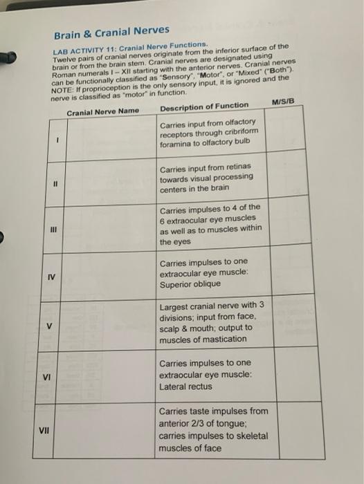 Solved Brain & Cranial Nerves LAB ACTIVITY 11: Cranial Nerve | Chegg.com