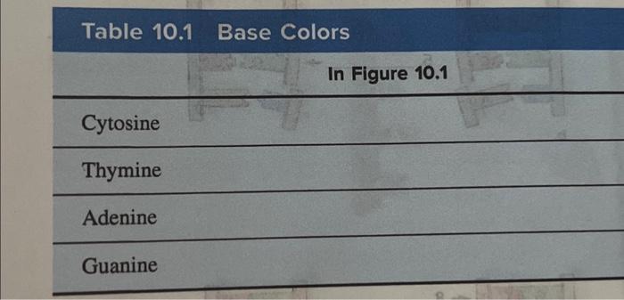 Table 10.1 Base Colors Cytosine Thymine Adenine | Chegg.com