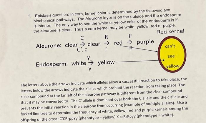 Solved 1. Epistasis question: In corn, kernel color is | Chegg.com