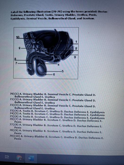Solved Label the following illustration (70-79) using the | Chegg.com