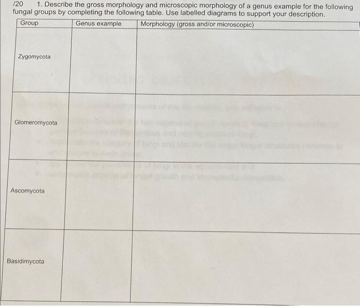 Solved describe the gross morphology and microscopic | Chegg.com