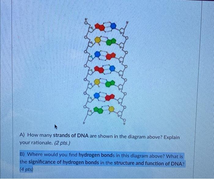 Solved A) How many strands of DNA are shown in the diagram | Chegg.com