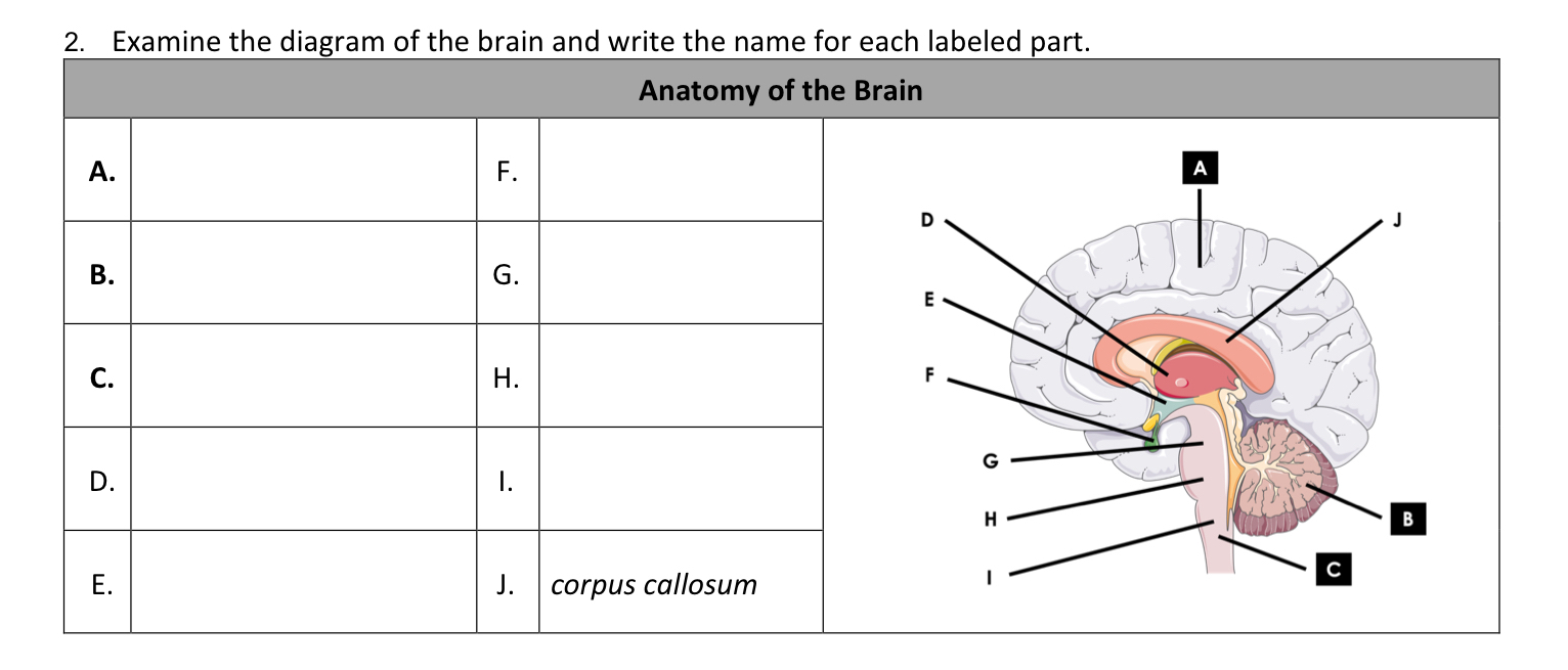Examine the diagram of the brain and write the name | Chegg.com