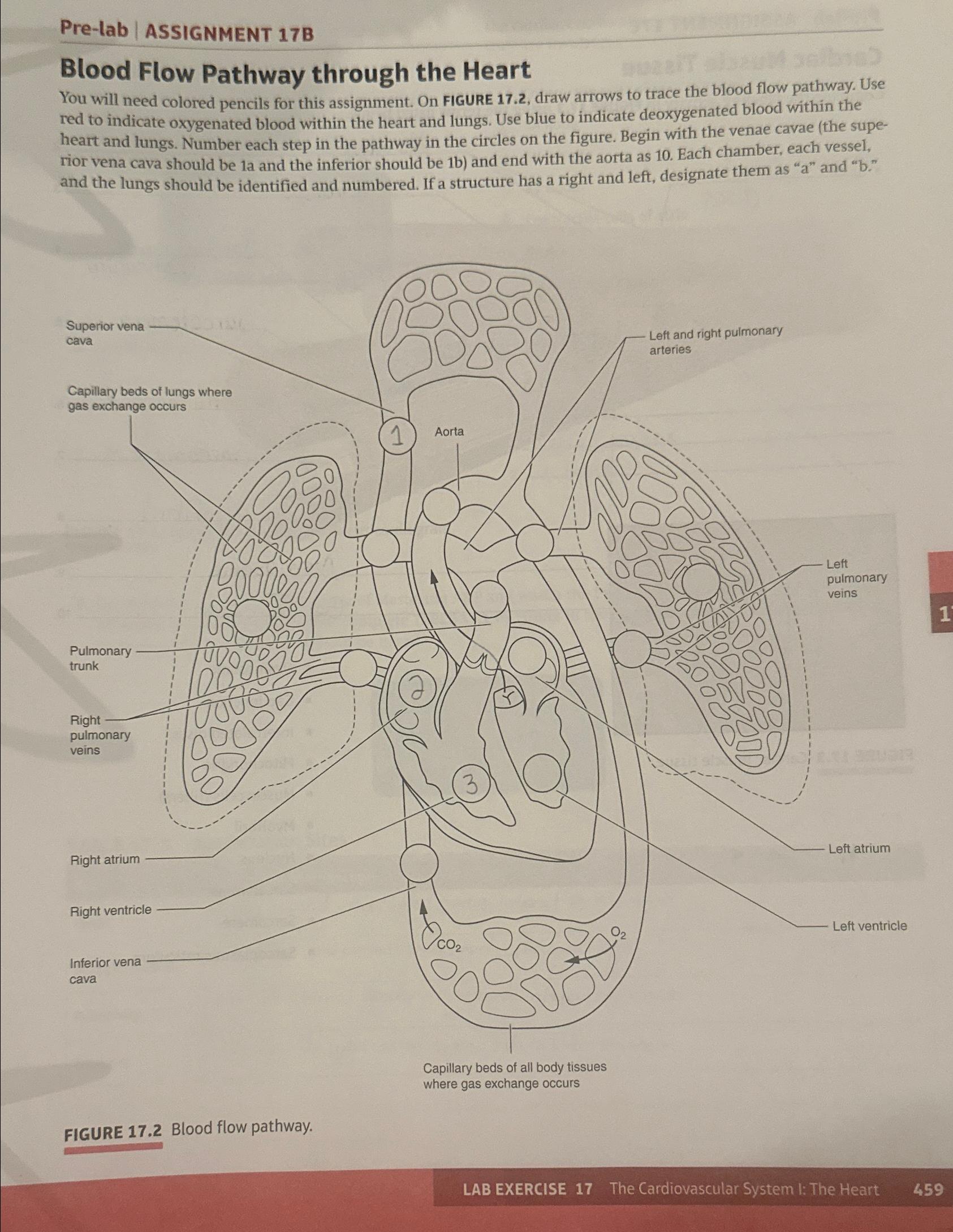 Solved Pre-lab | ﻿ASSIGNMENT 17BBlood Flow Pathway through | Chegg.com