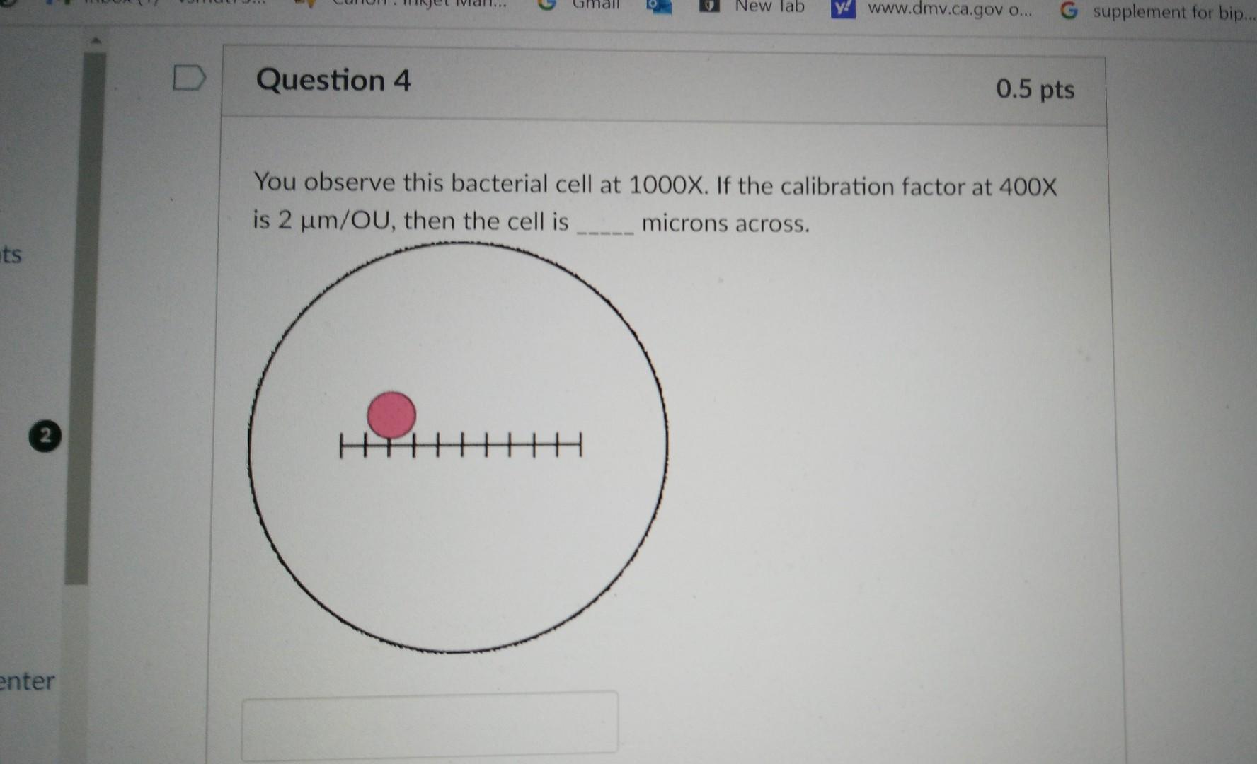 Solved You observe this helminth egg using the 40X objective | Chegg.com