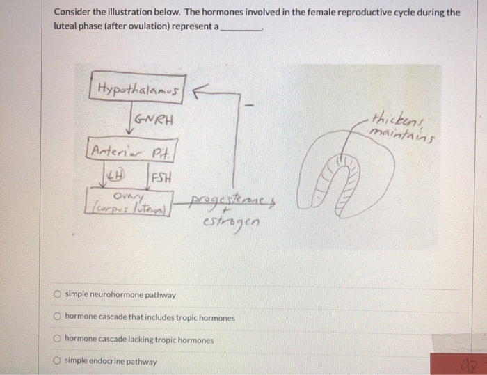 Solved Consider the illustration below. The hormones | Chegg.com