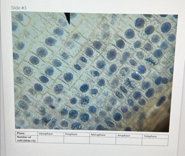 Solved Slide \#1 From the image, Identify the number of | Chegg.com