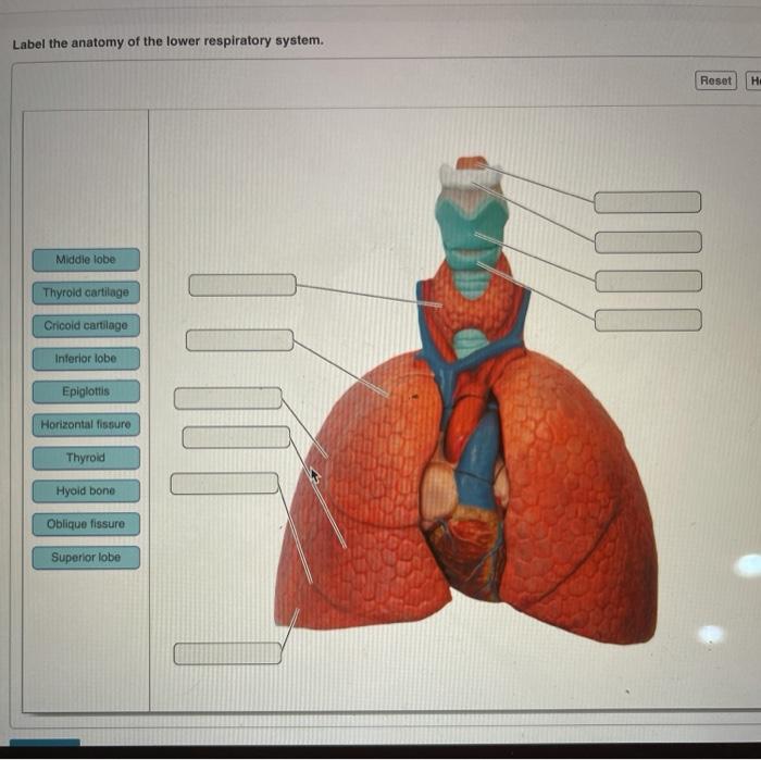 Solved Label the anatomy of the lower respiratory system. | Chegg.com