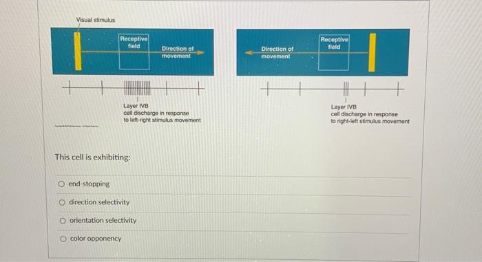 Solved This Cell Is Exhibiting End Stopping Direction